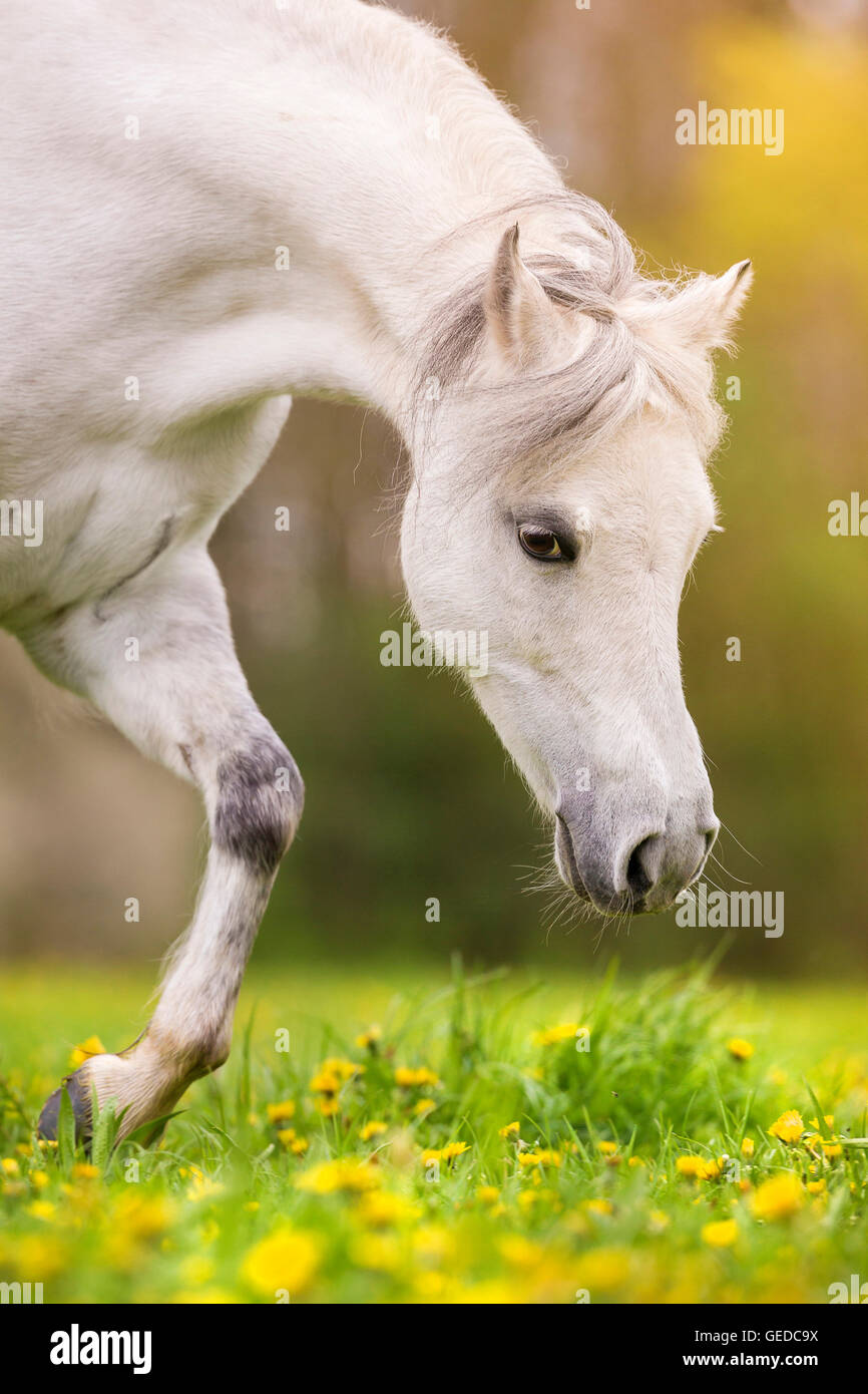 Welsh Pony (Section B). Gray mare walking on a pasture. Germany Stock ...
