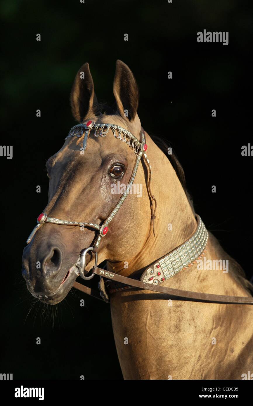 Akhal teke portrait aof stallion traditional hi-res stock photography ...