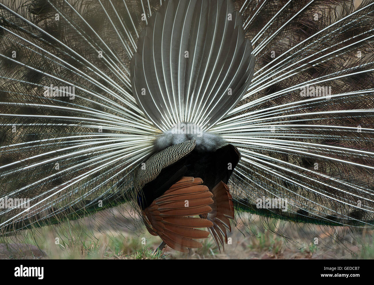 The image of Indian Peafowl ( Pavo cristatus ) was taken in Bandavgarh ...