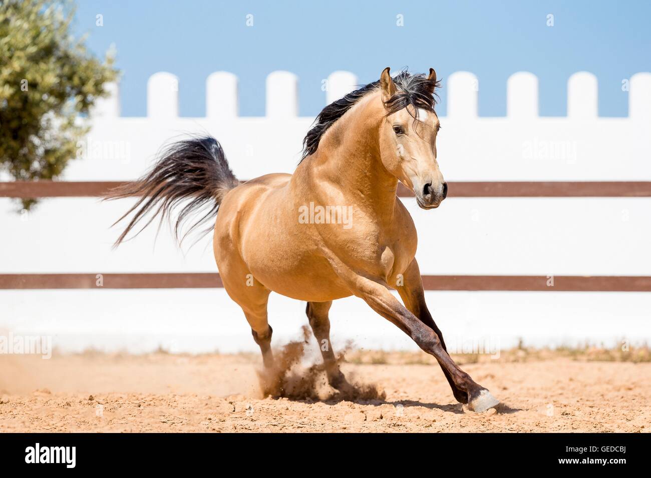Arab barb horse galloping hi-res stock photography and images - Alamy