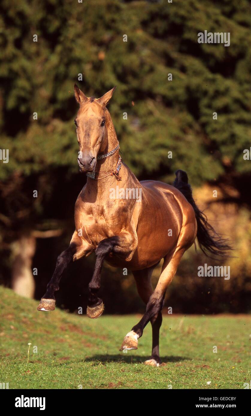 Teke teke hi-res stock photography and images - Alamy