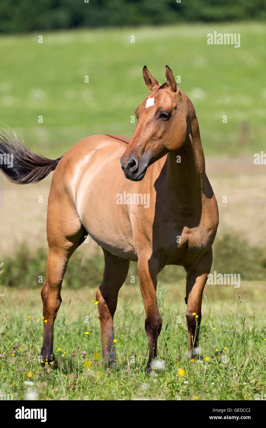 Polo Pony. Dun mare standing on a pasture. Germany Stock Photo - Alamy