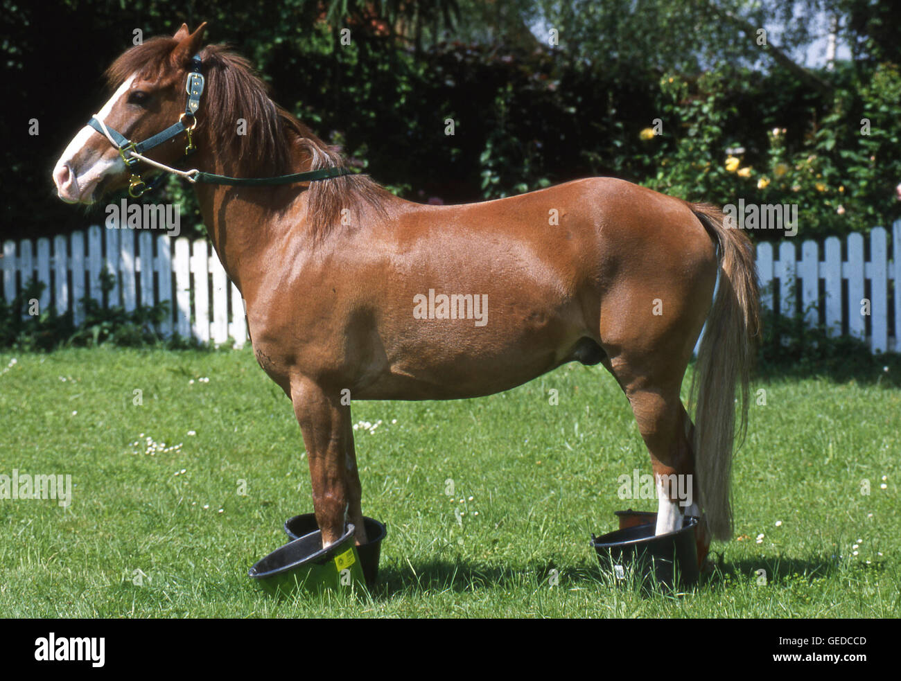 Welsh Pony. Bay adult cooling its feet in four buckets filled with ...