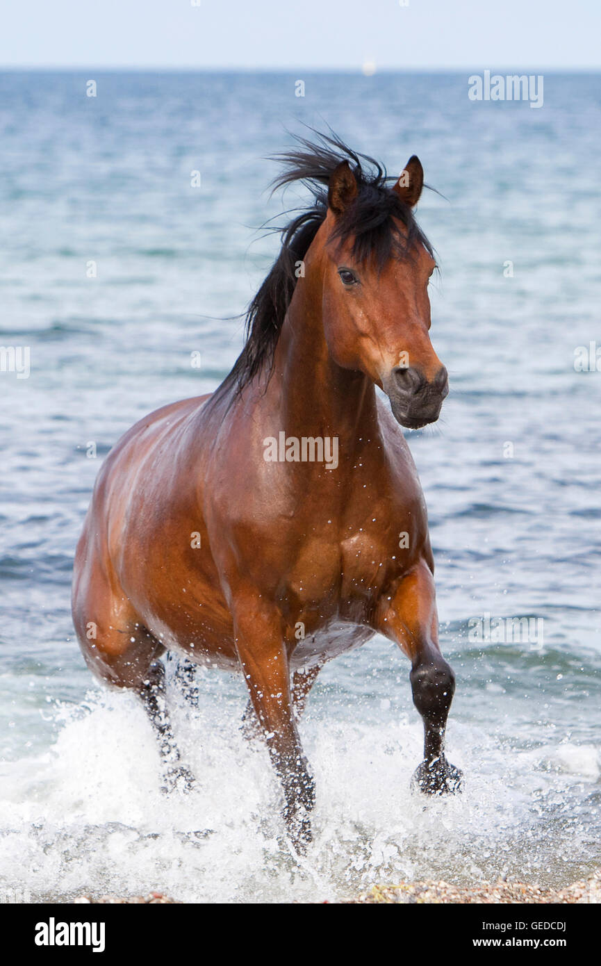 Quarab leaping in surf. Ostsee Stock Photo - Alamy