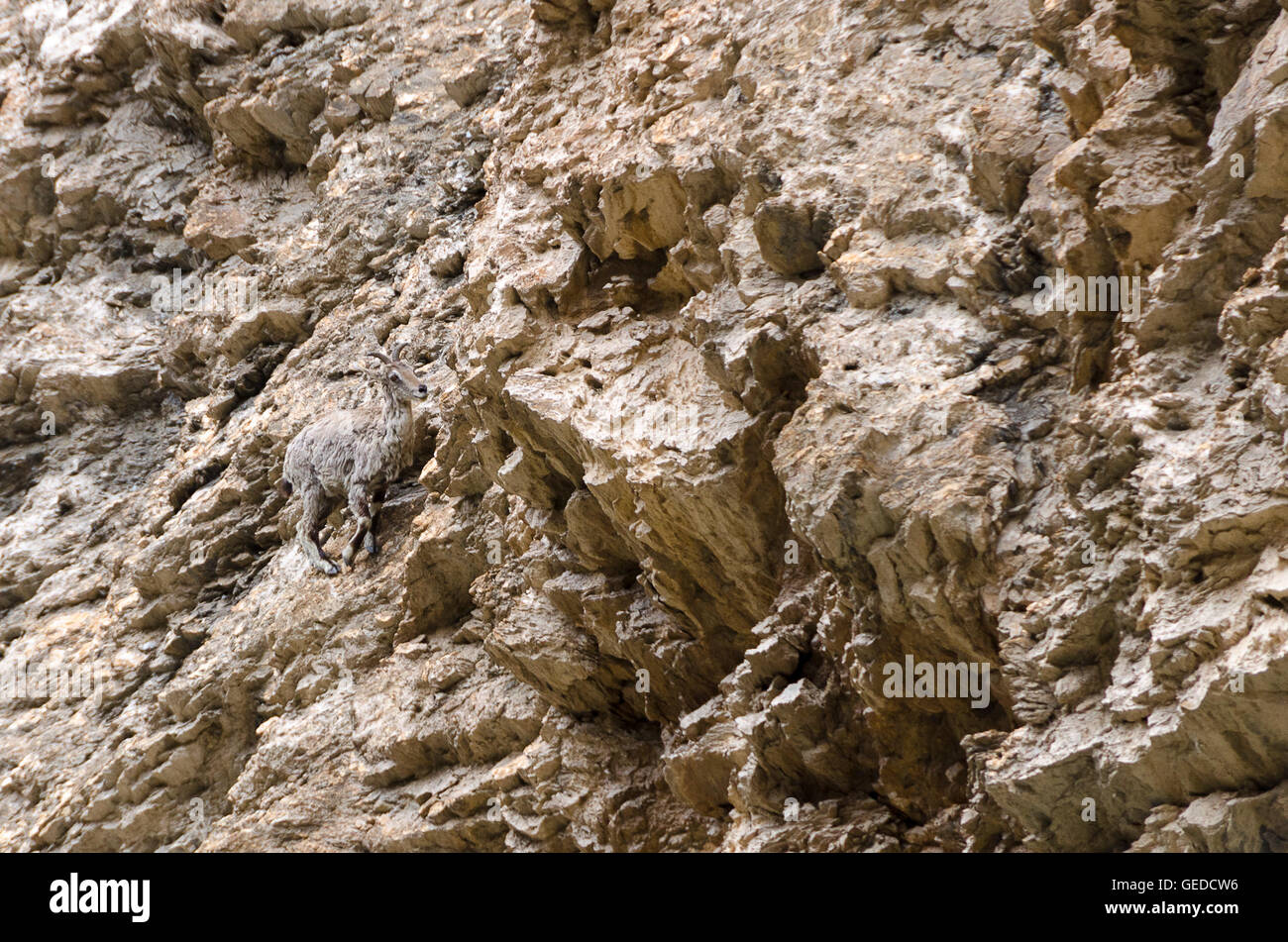 Himalayan blue sheep on rocky mountainside, Hankar, Markha Valley ...