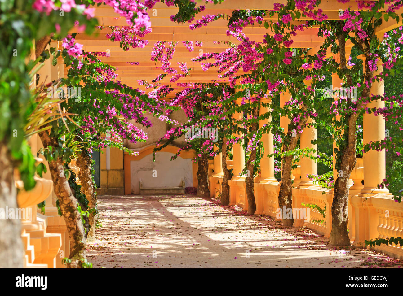 beautiful flowers among the columns Stock Photo - Alamy