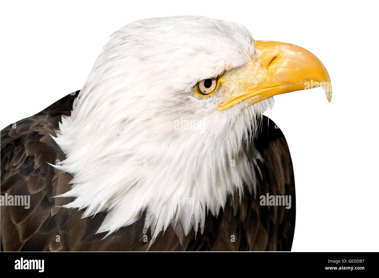 Bald eagle cut out hi-res stock photography and images - Alamy