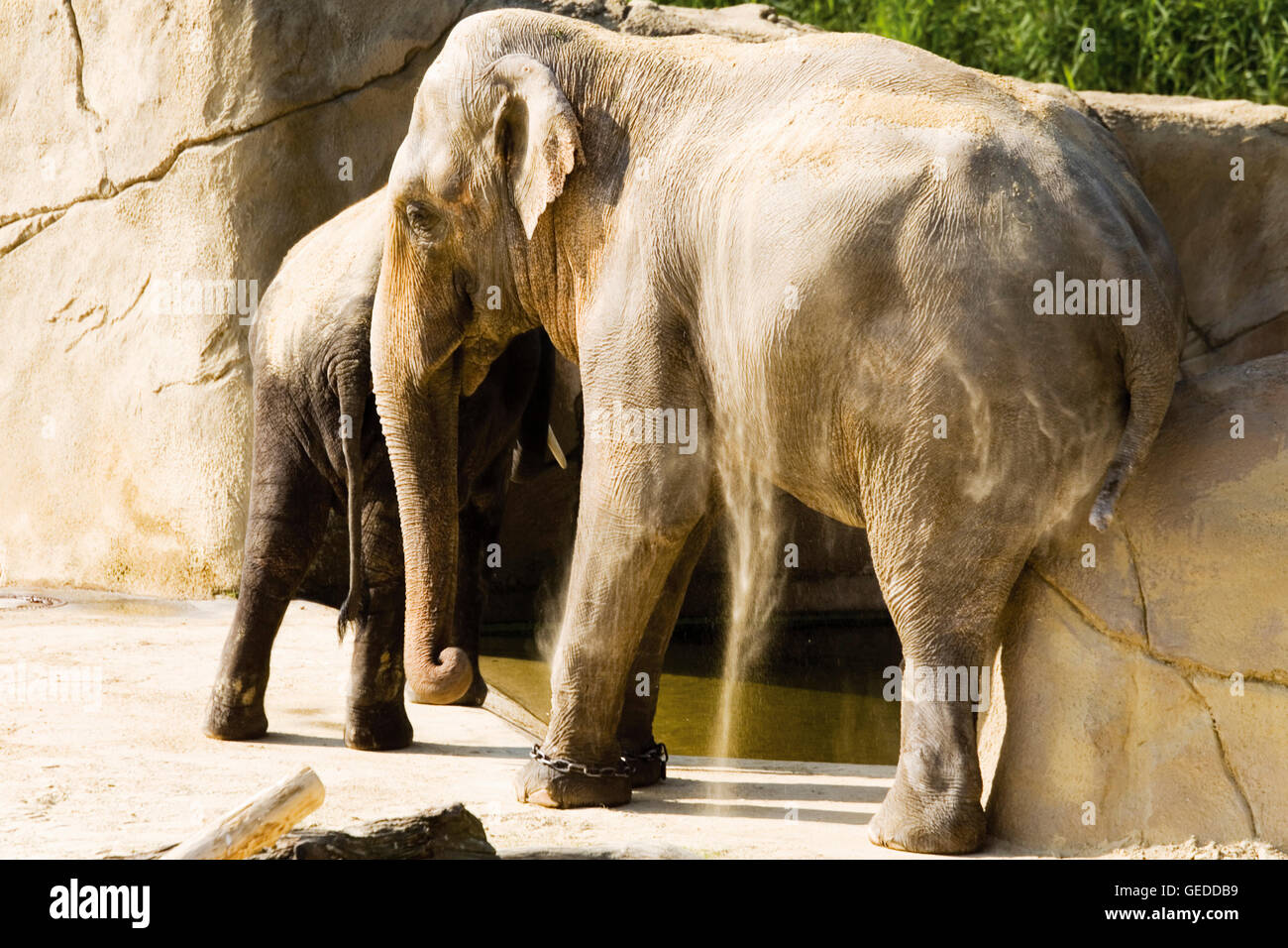 Asian Elephants, Indian Elephants (Elephas maximus Stock Photo - Alamy