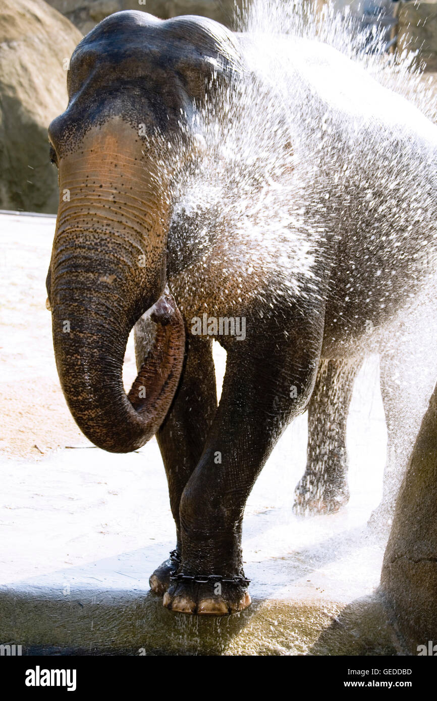 Asian Elephant, Indian Elephant (Elephas maximus Stock Photo - Alamy
