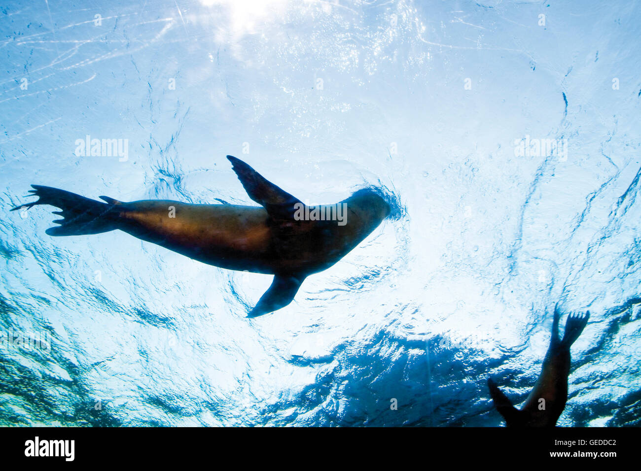 Eared Seal (Otariidae Stock Photo - Alamy