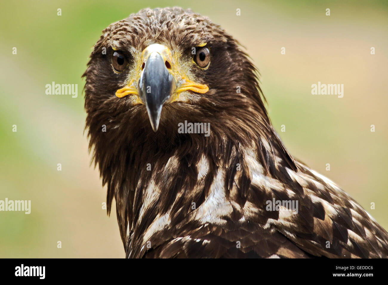 Young Bald Eagle (Haliaeetus leucocephalus Stock Photo - Alamy