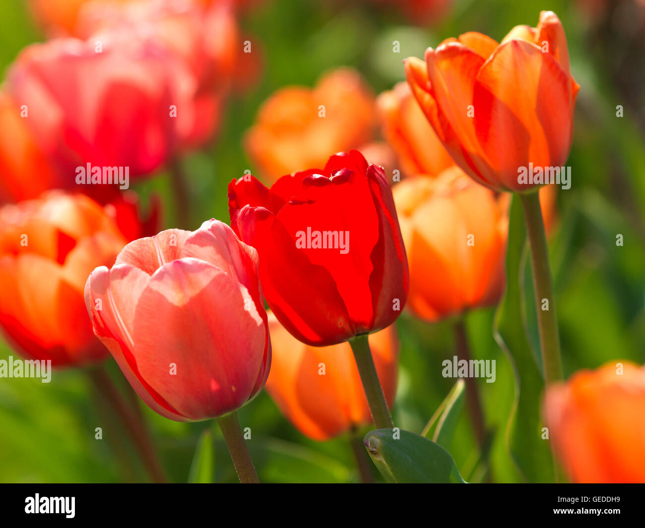 Tulipa Time Out High Resolution Stock Photography and Images - Alamy