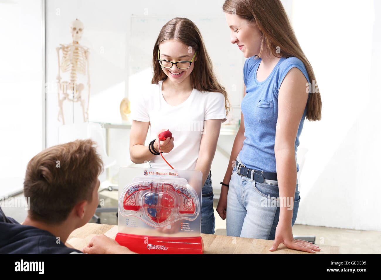 Heart. Students on biology lessons watch model of the human heart Stock ...
