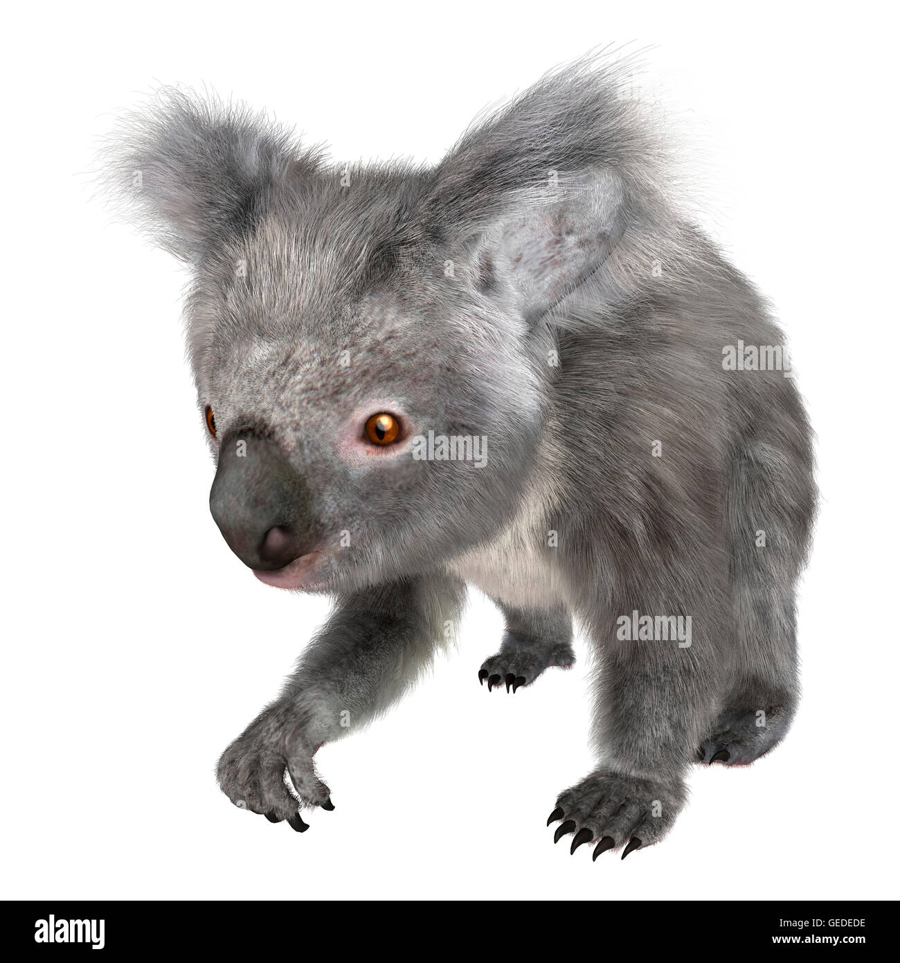3D rendering of a koala bear isolated on white background Stock Photo ...