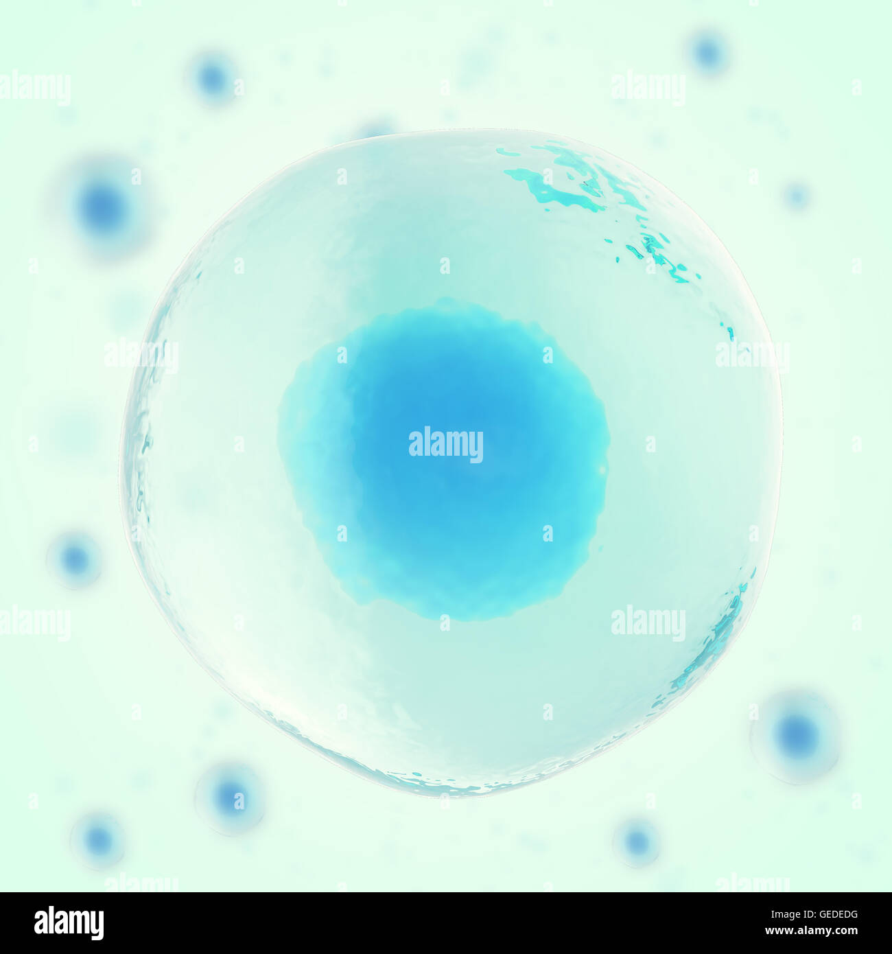 Human embryo development hi-res stock photography and images - Alamy