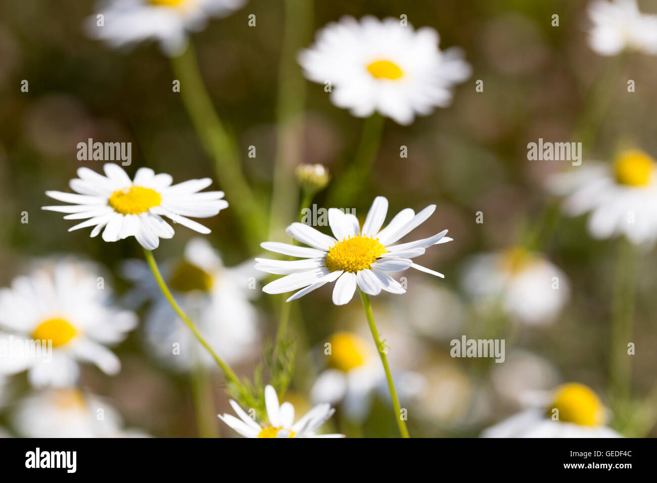 Oxeye daisy flower hi-res stock photography and images - Alamy