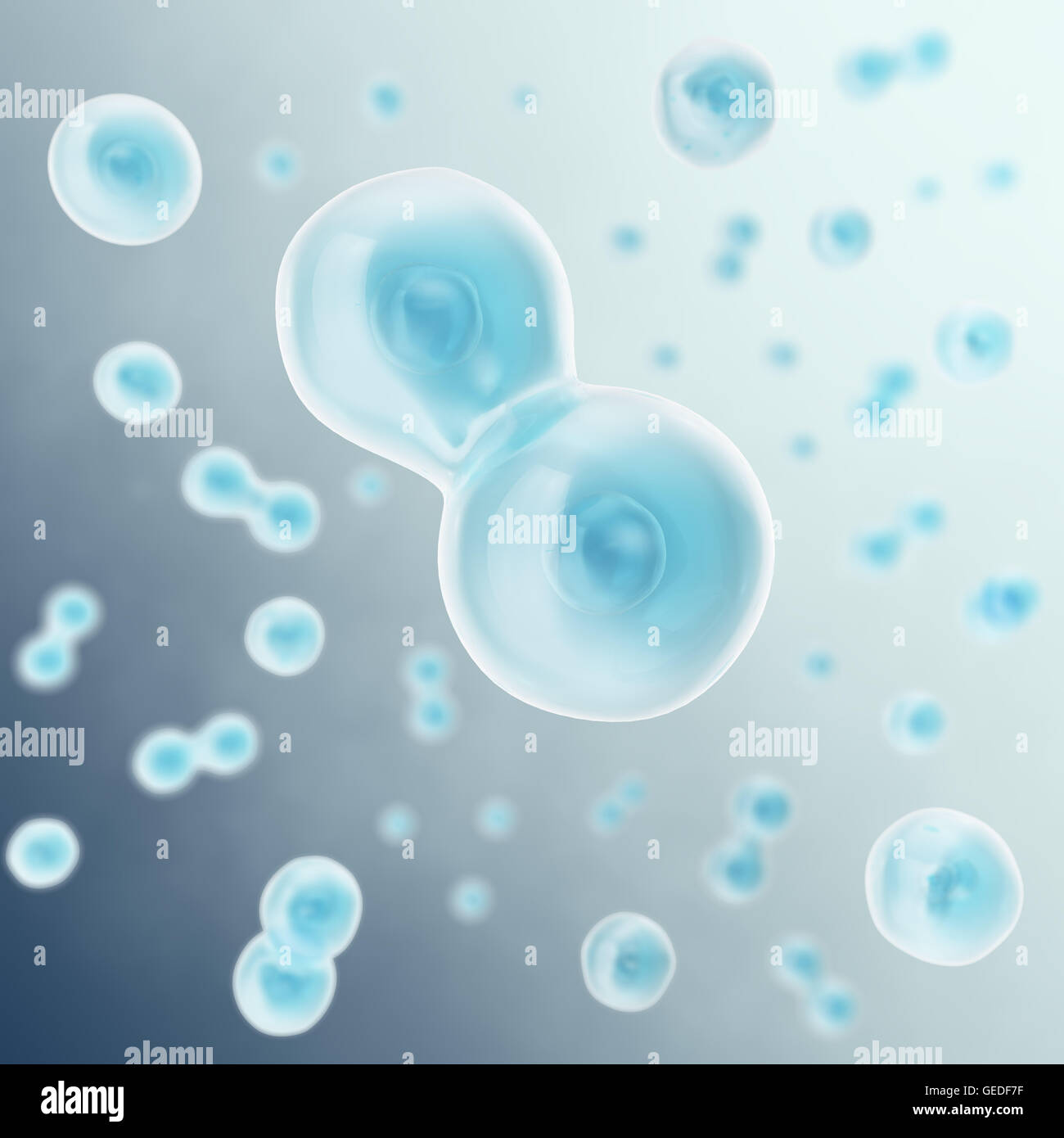 Cell divides into two cells, scientific backgorund. 3d illustration ...