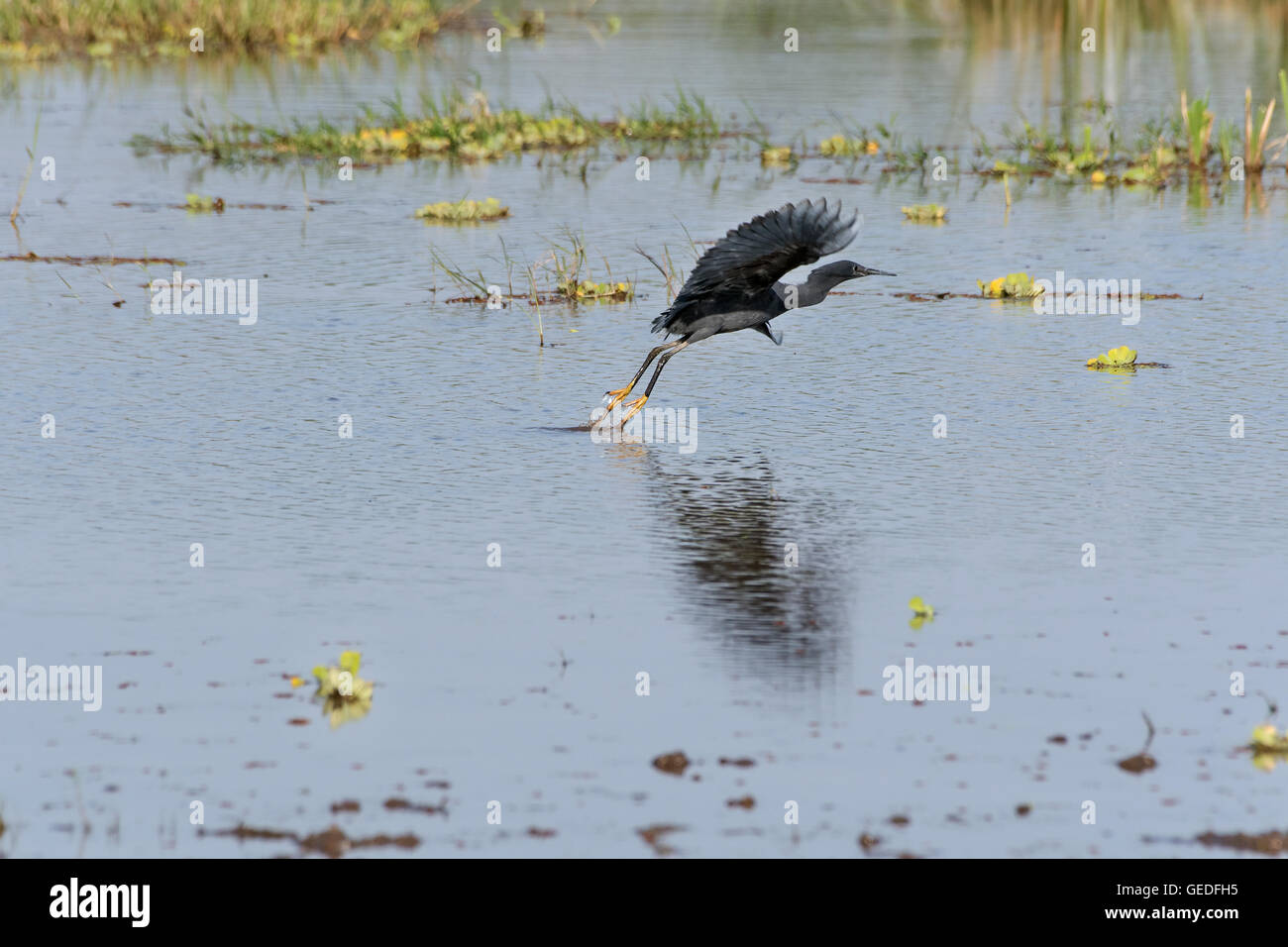 Black heron egretta ardesiaca hi-res stock photography and images - Alamy