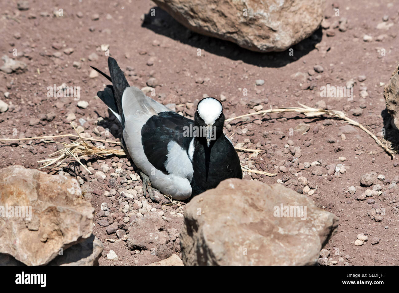 Tanzania, Ngorongoro crater, Blacksmith Lapwing Plover, Vanellus ...