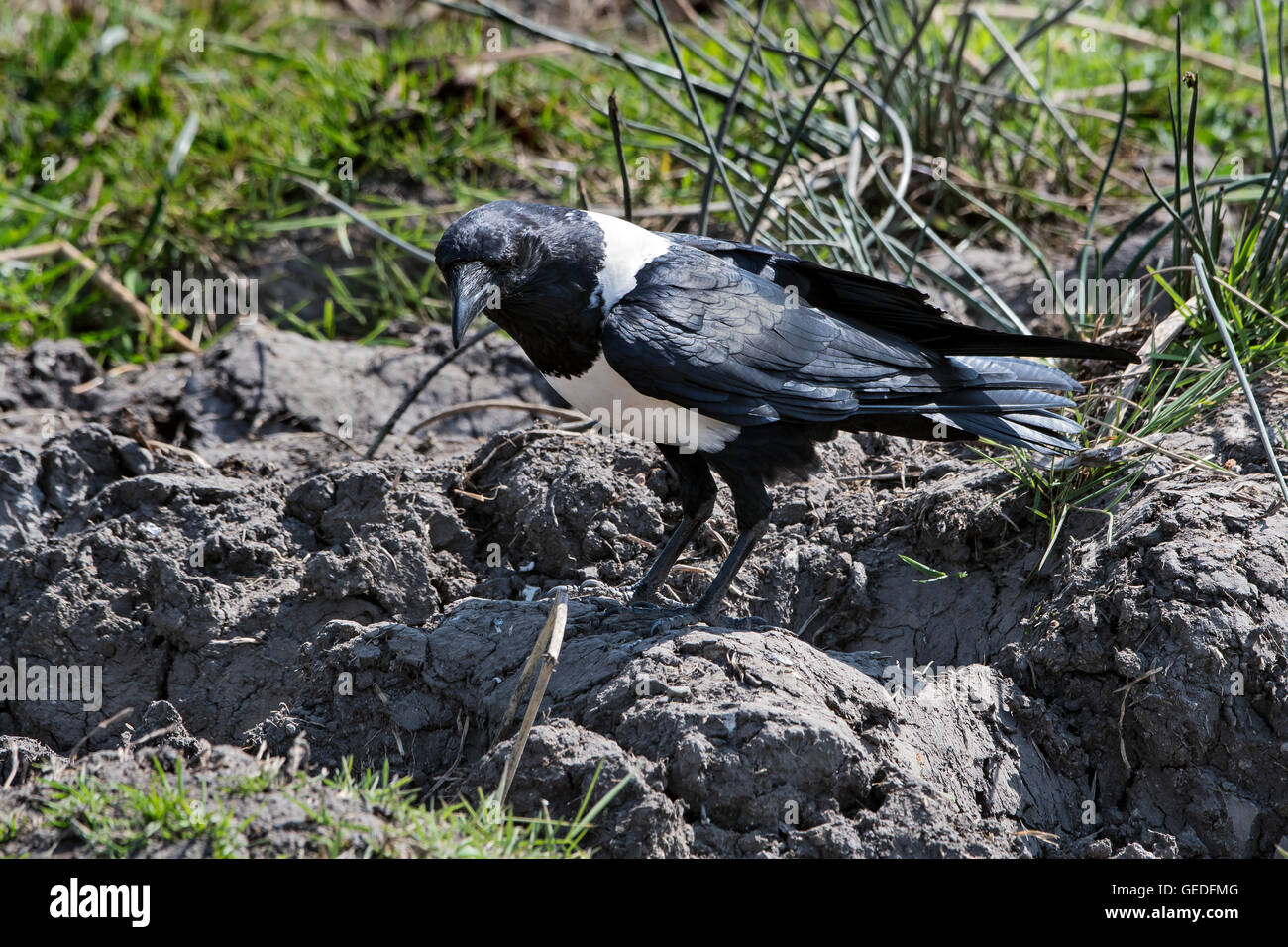 Tanzania, Ngorongoro crater, Pied Crow, Corvus albus Stock Photo - Alamy