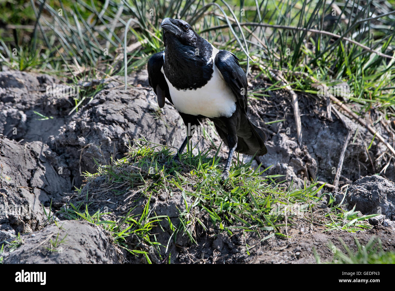 Tanzania, Ngorongoro crater, Pied Crow, Corvus albus Stock Photo - Alamy
