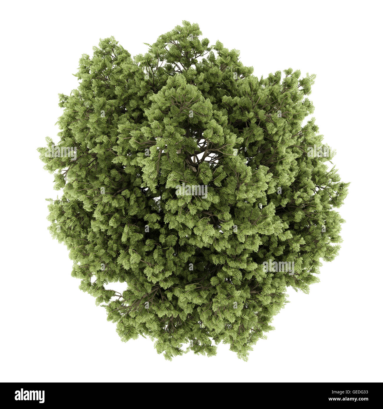 top view of common ash tree isolated on white background Stock Photo ...