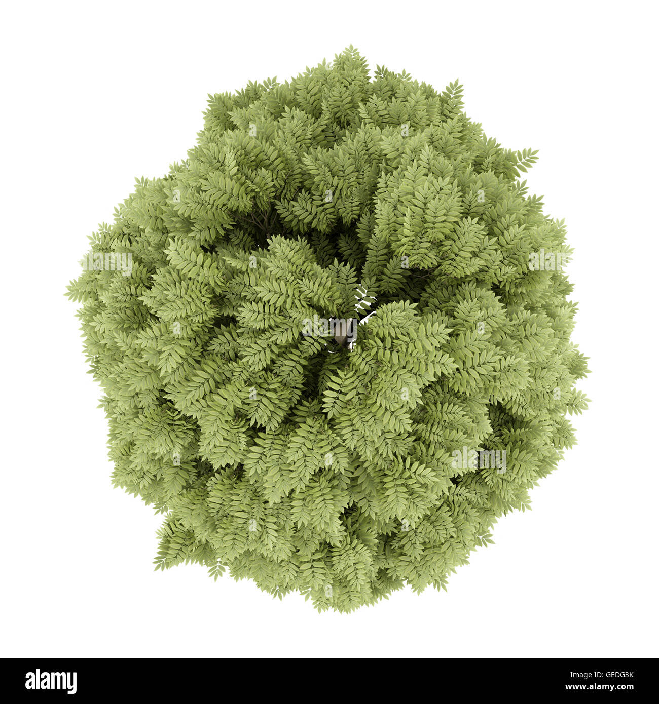 top view of common ash tree isolated on white background Stock Photo ...