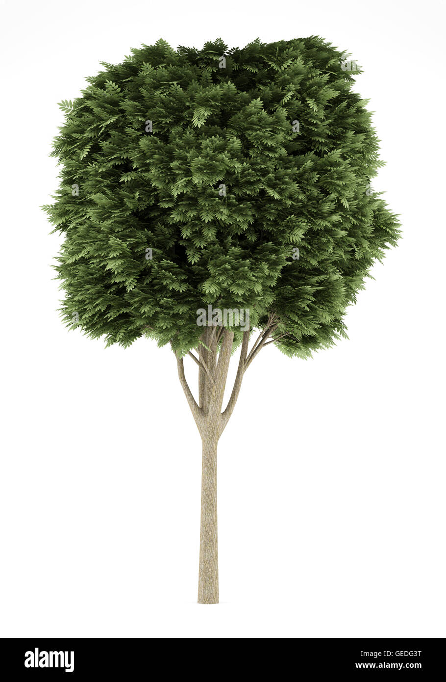 common ash tree isolated on white background Stock Photo - Alamy
