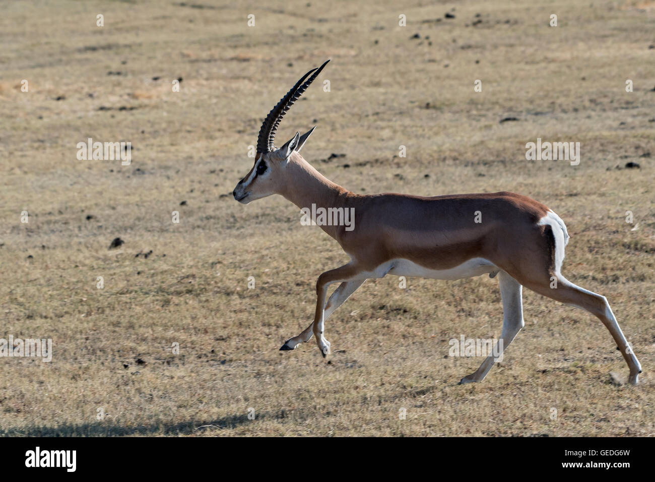Tanzania, Ngorongoro crater, Grant's Gazelle, Nanger granti Stock Photo ...