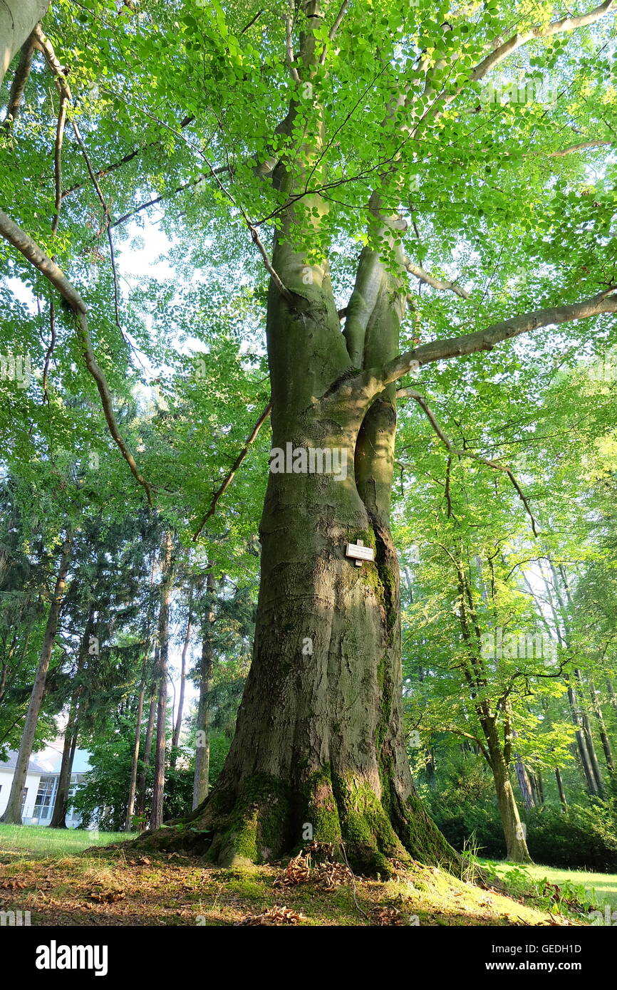 landscape tree color nature Stock Photo - Alamy