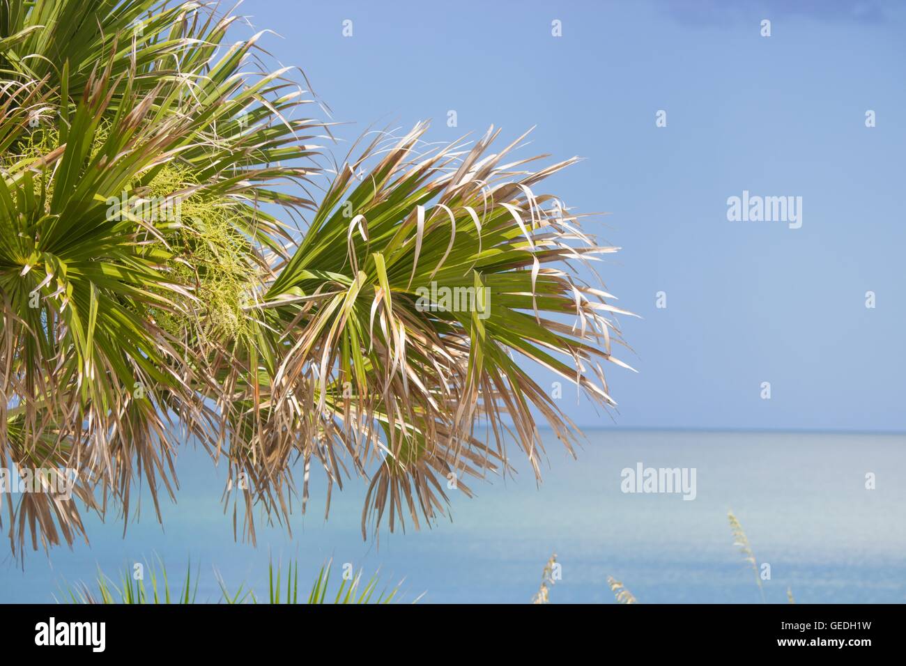 A part of a palm tree in front of a blue ocean Stock Photo - Alamy