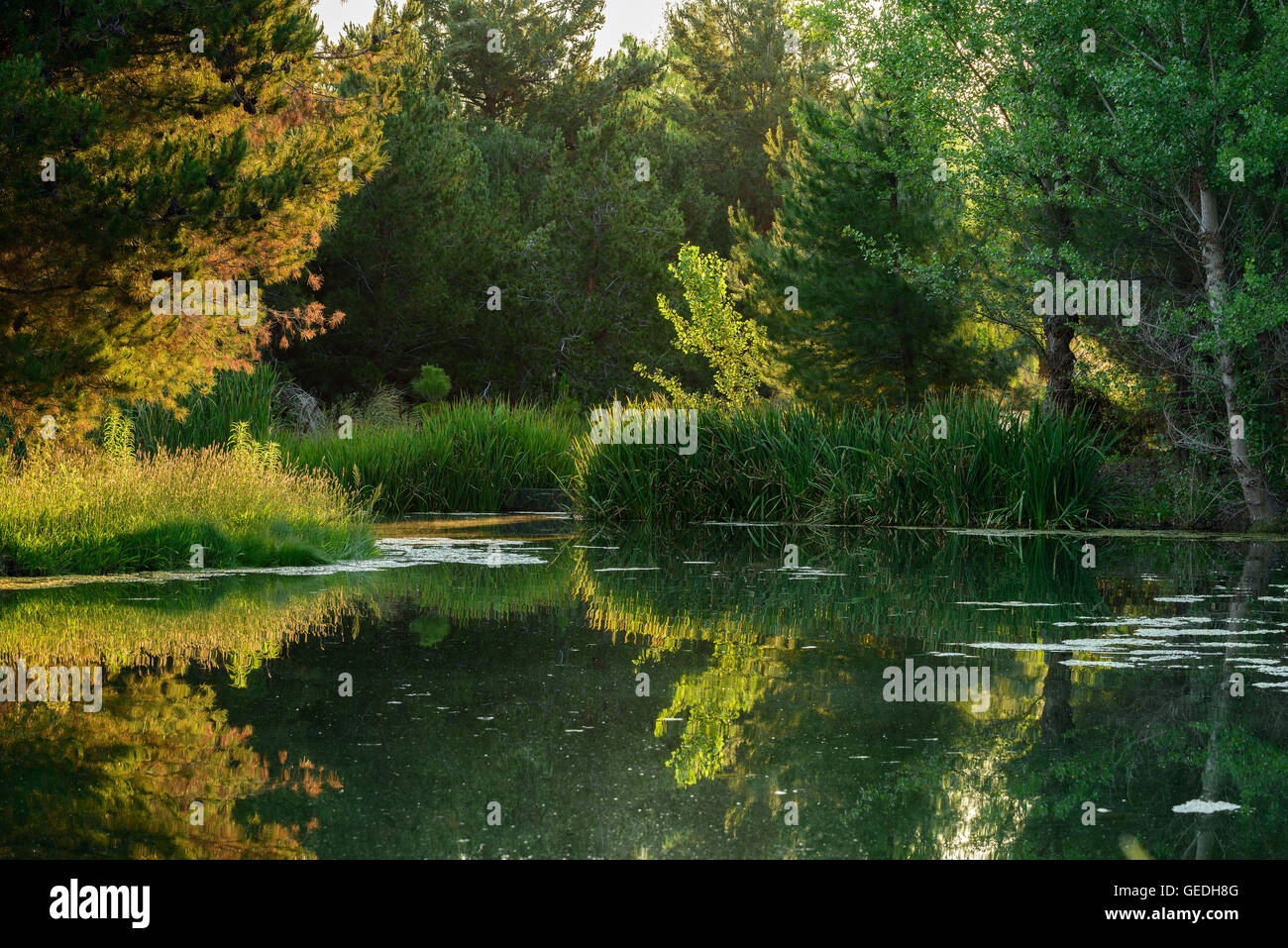 Early morning sun through trees reflecting on still dark green water ...