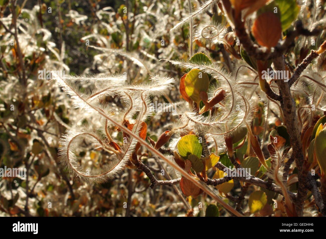 Sequoya hi-res stock photography and images - Alamy