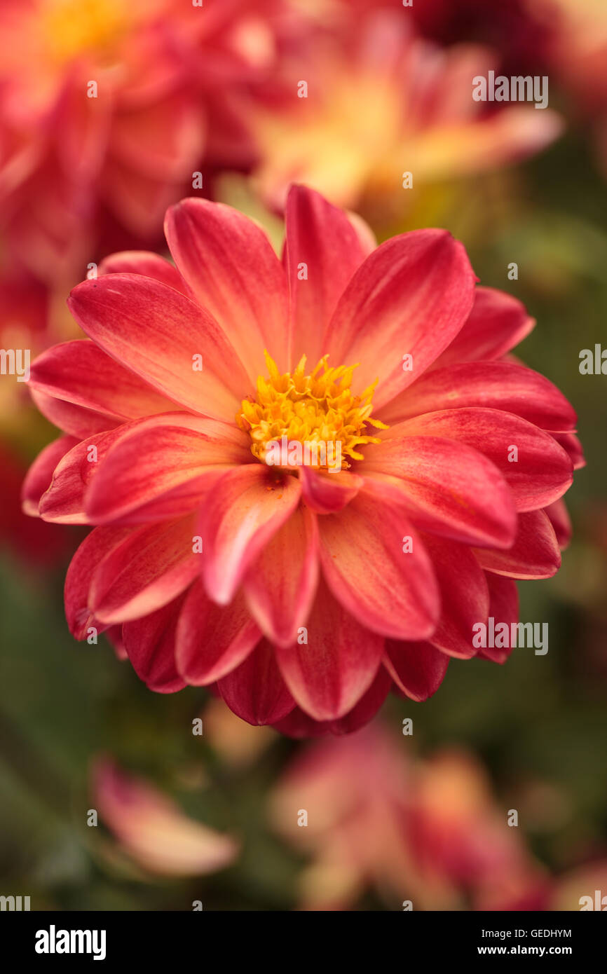 National flower of mexico hi-res stock photography and images - Alamy