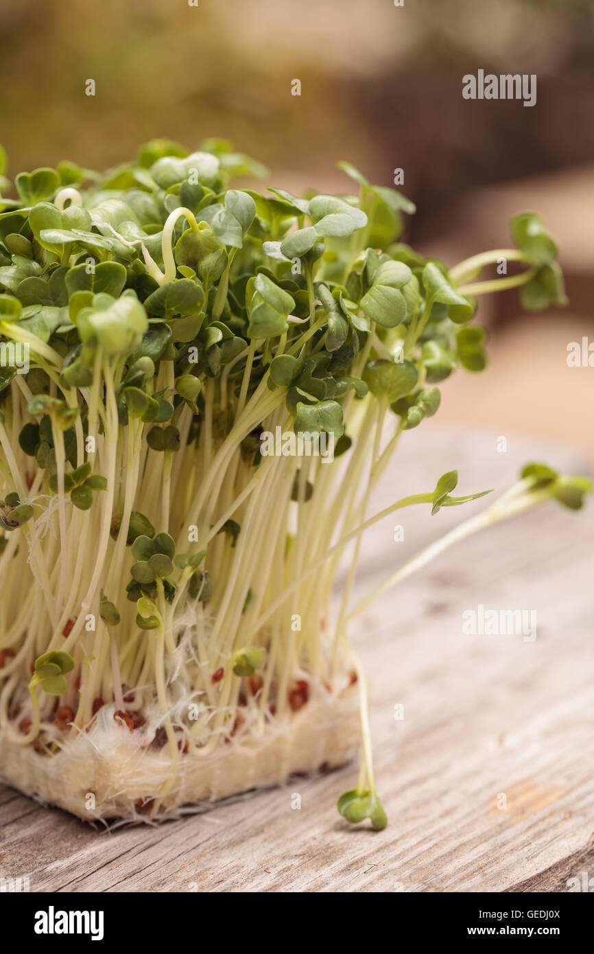 Radish sprouts hi-res stock photography and images - Alamy