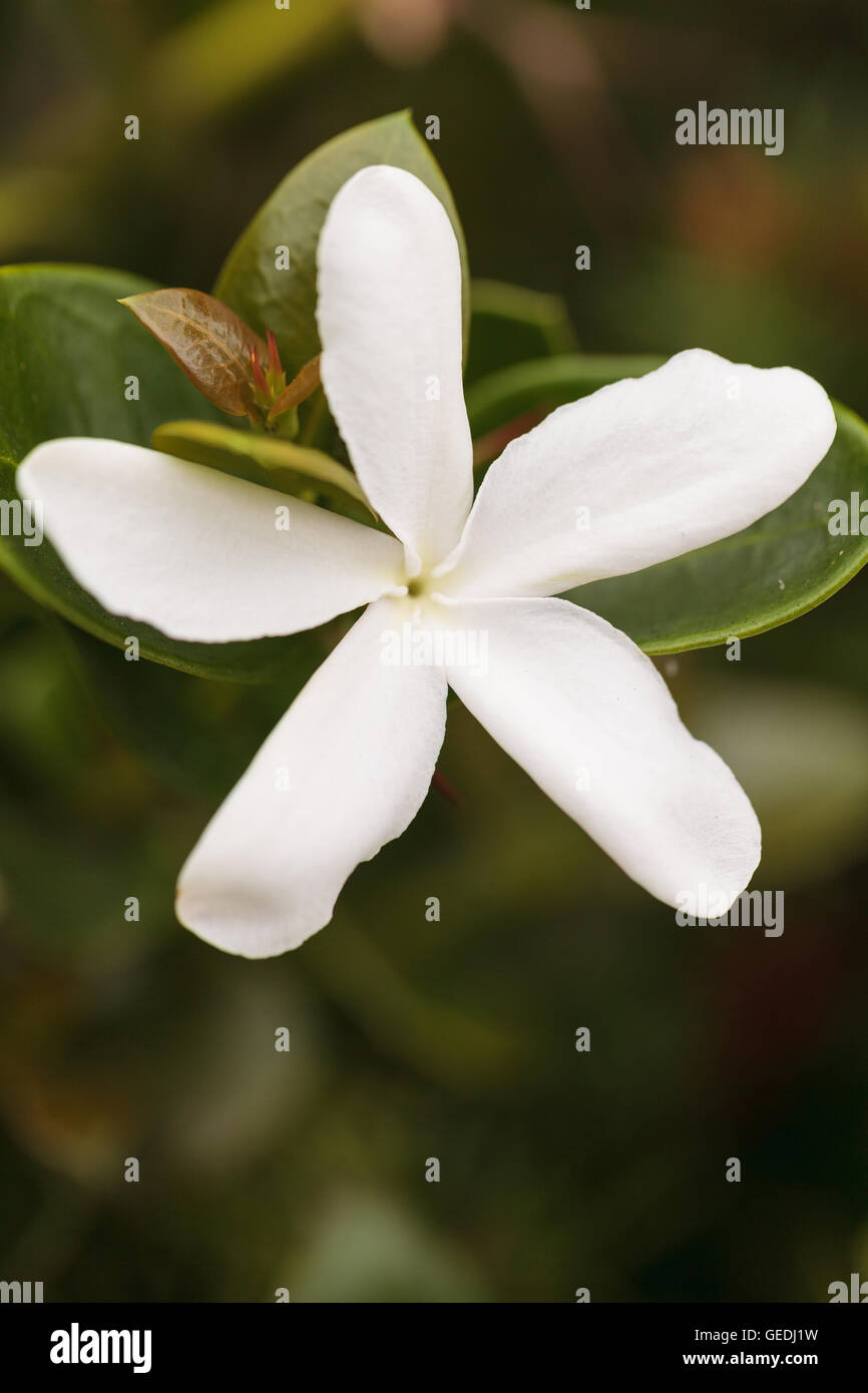 White Jasmine flower blooms on a hedge bush in a botanical garden in ...