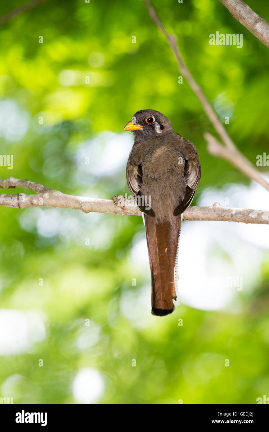 Elegant Trogon Trogon elegans El Tuito, Jalisco, Mexico 17 June Adult ...