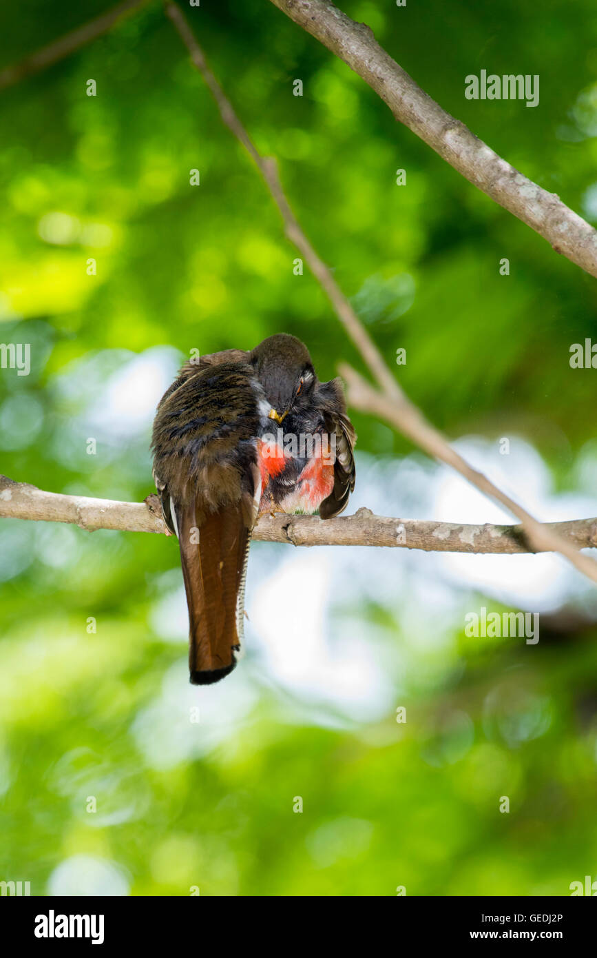 Elegant Trogon Trogon elegans El Tuito, Jalisco, Mexico 17 June Adult ...