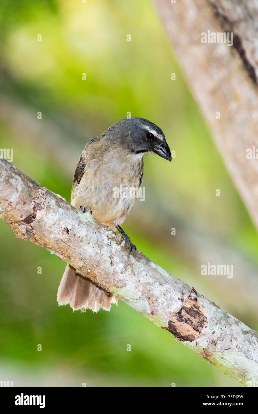 Grayish Saltator Saltator coerulescens vigorsii El Tuito, Jalisco ...