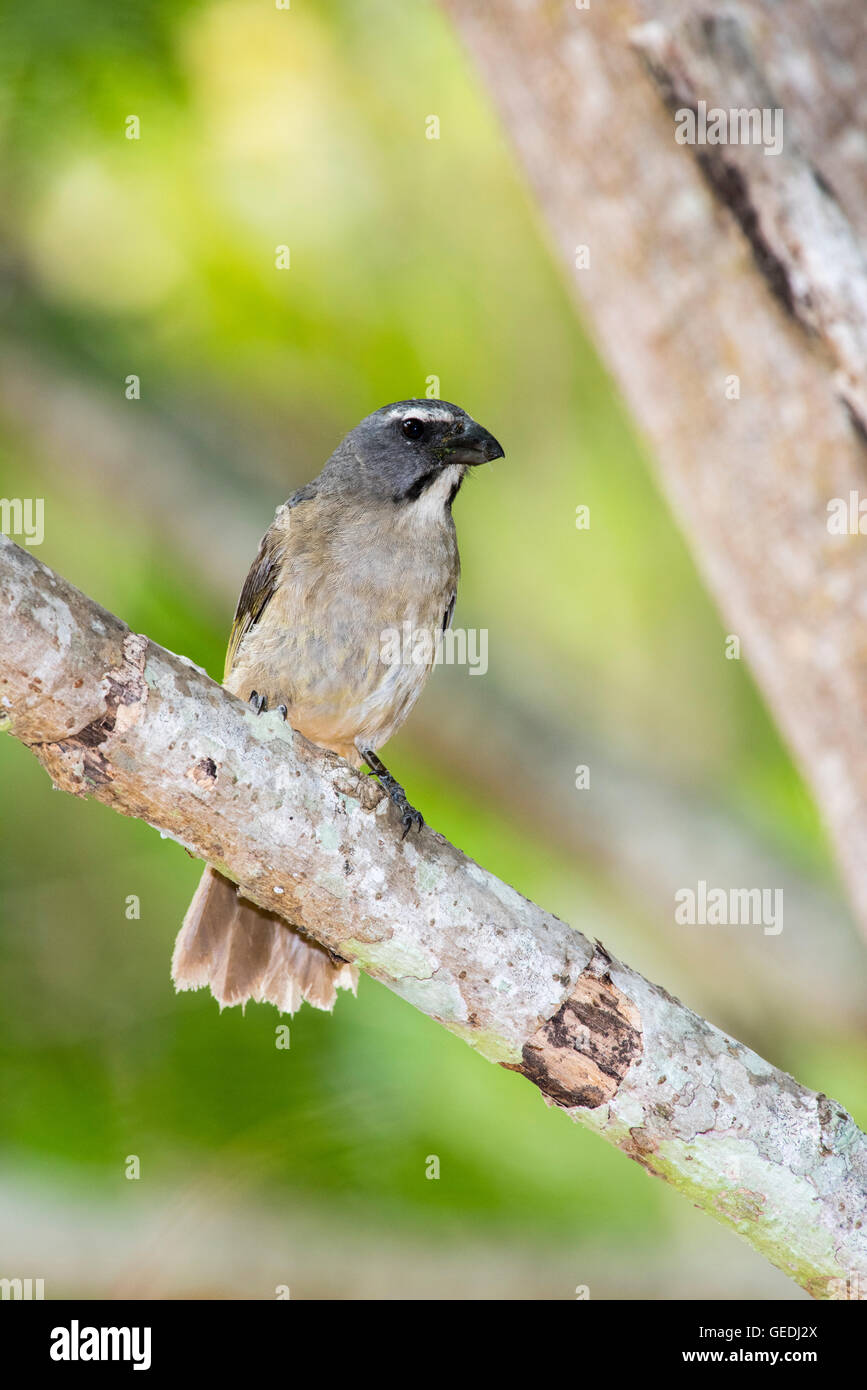 Greyish saltator hi-res stock photography and images - Alamy