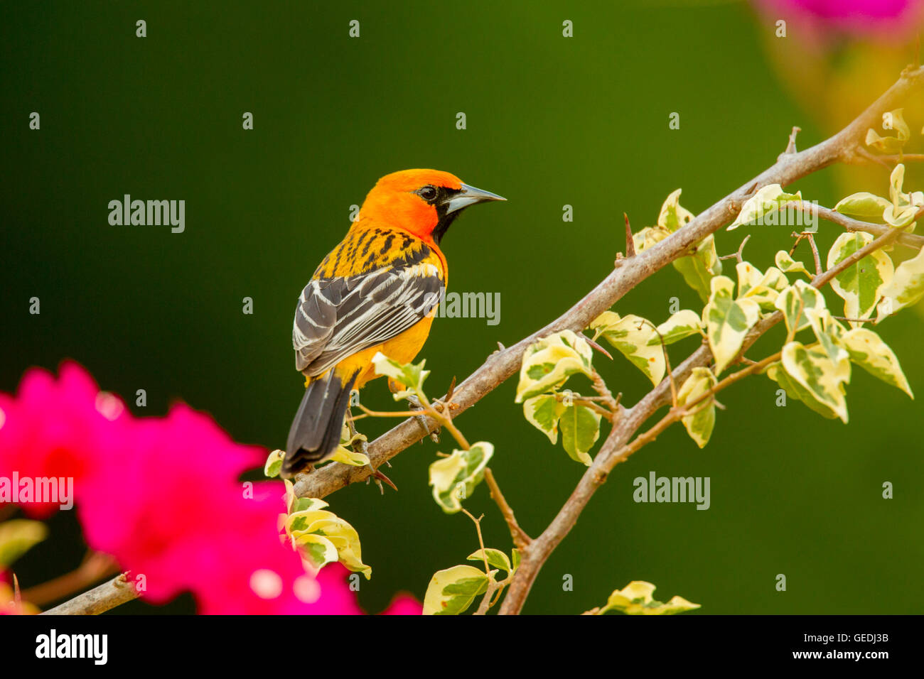 Black tropical bird hi-res stock photography and images - Alamy