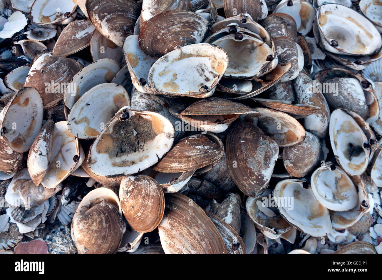 Pile of colorful shells at Wellfleet, Massachusetts on Cape Cod Stock ...