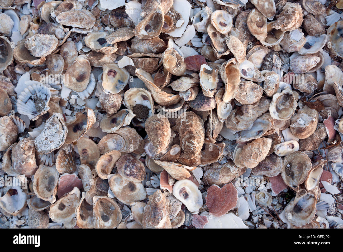 Pile of colorful shells at Wellfleet, Massachusetts on Cape Cod Stock ...