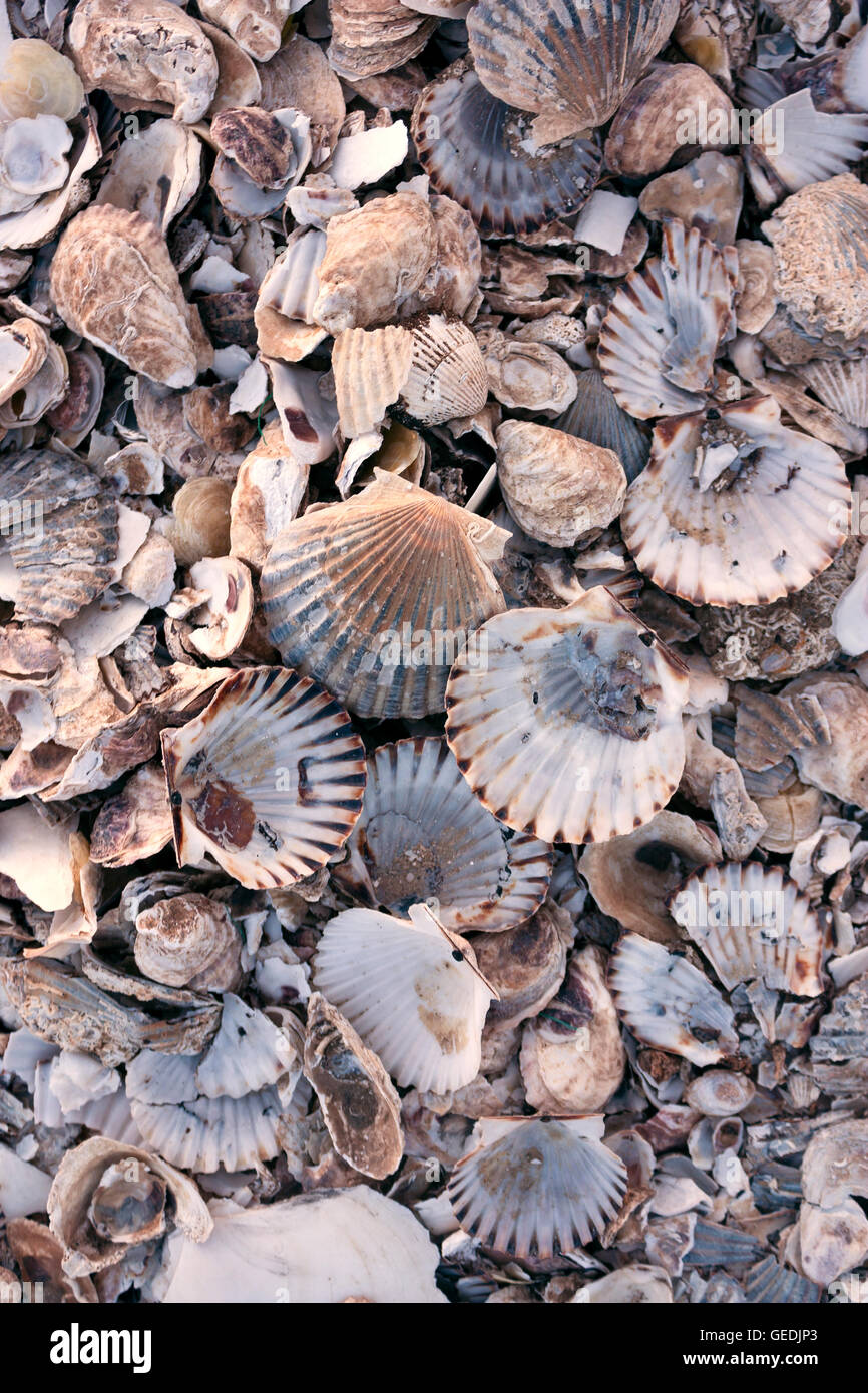 Wellfleet cape cod oyster hi-res stock photography and images - Alamy