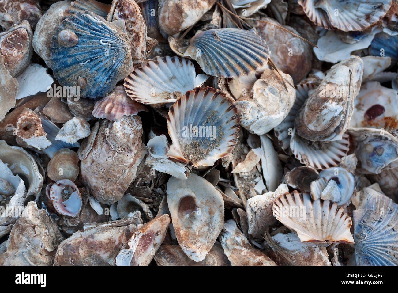 Wellfleet cape cod oyster hi-res stock photography and images - Alamy