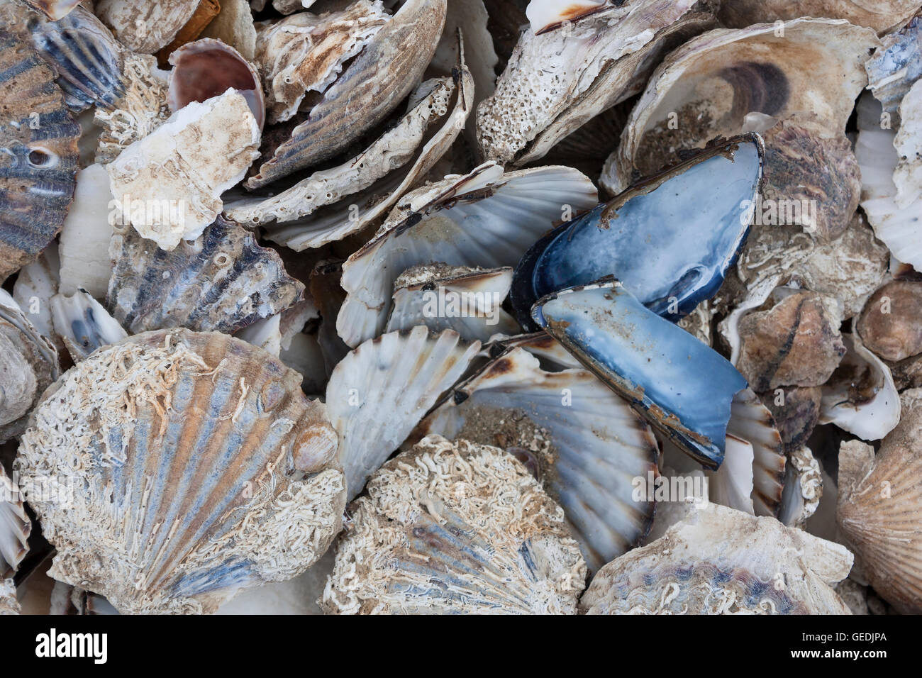 Pile of colorful shells at Wellfleet, Massachusetts on Cape Cod Stock ...