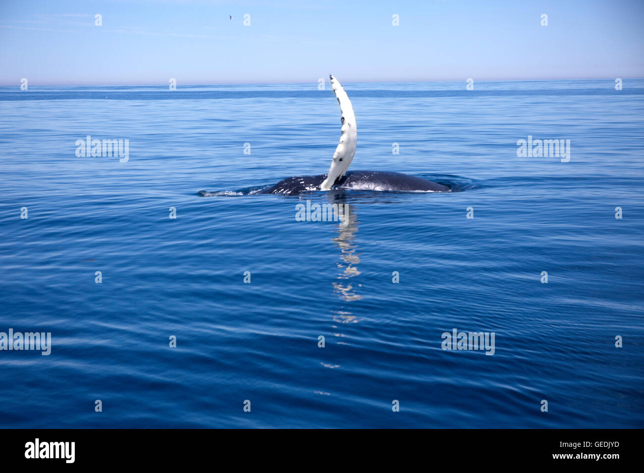 Humpback whale on Cape Cod off Provincetown, MA Stock Photo - Alamy