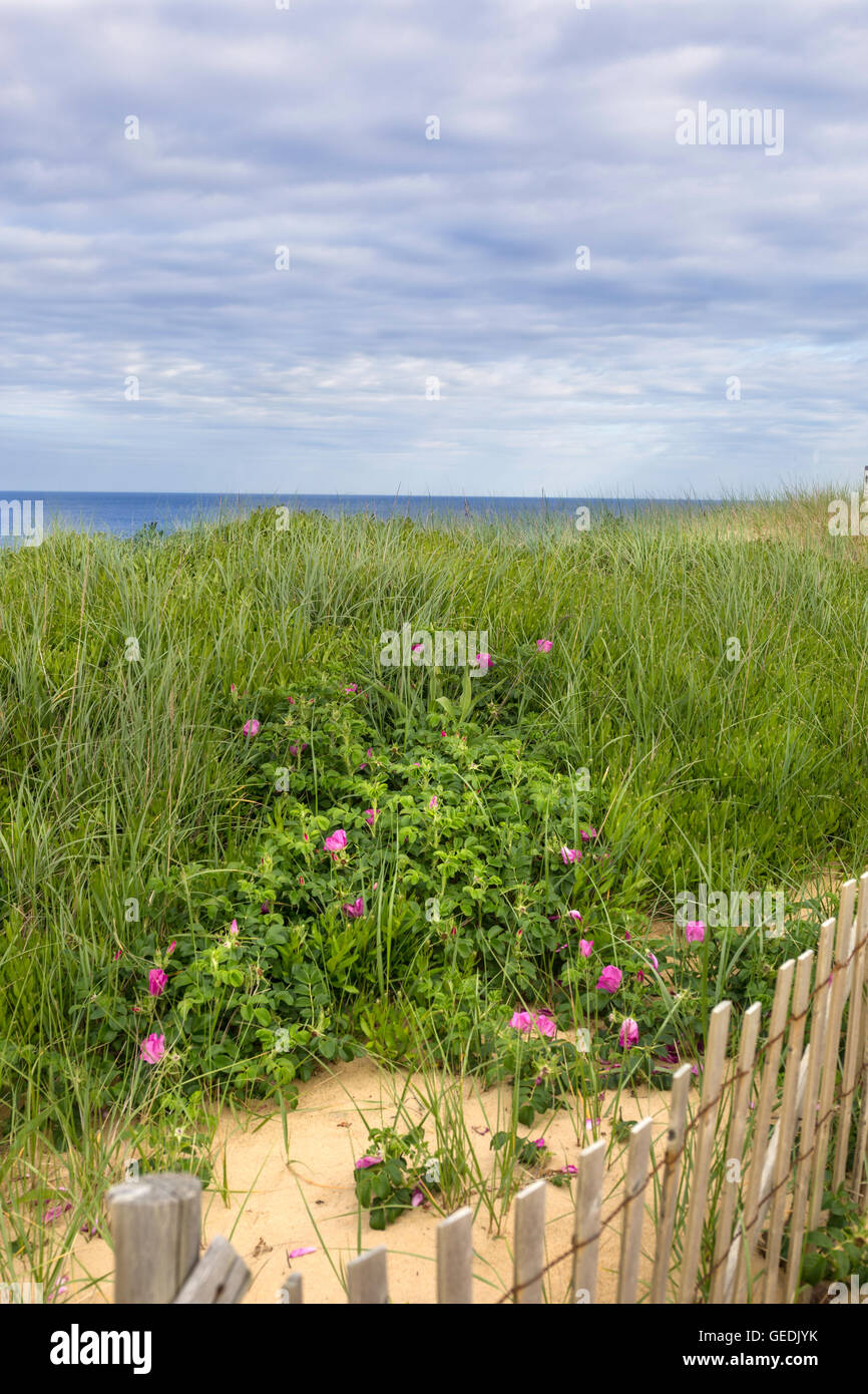 Marconi area in the National Seashore, Wellfleet, MA, Cape Cod Stock ...
