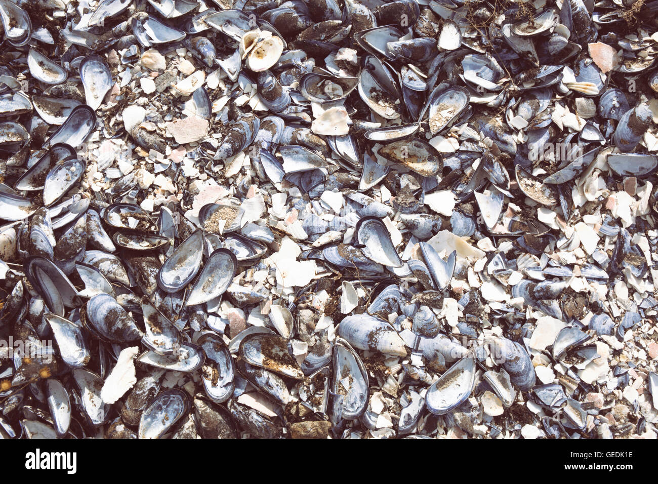 Group mussels in shells hi-res stock photography and images - Alamy