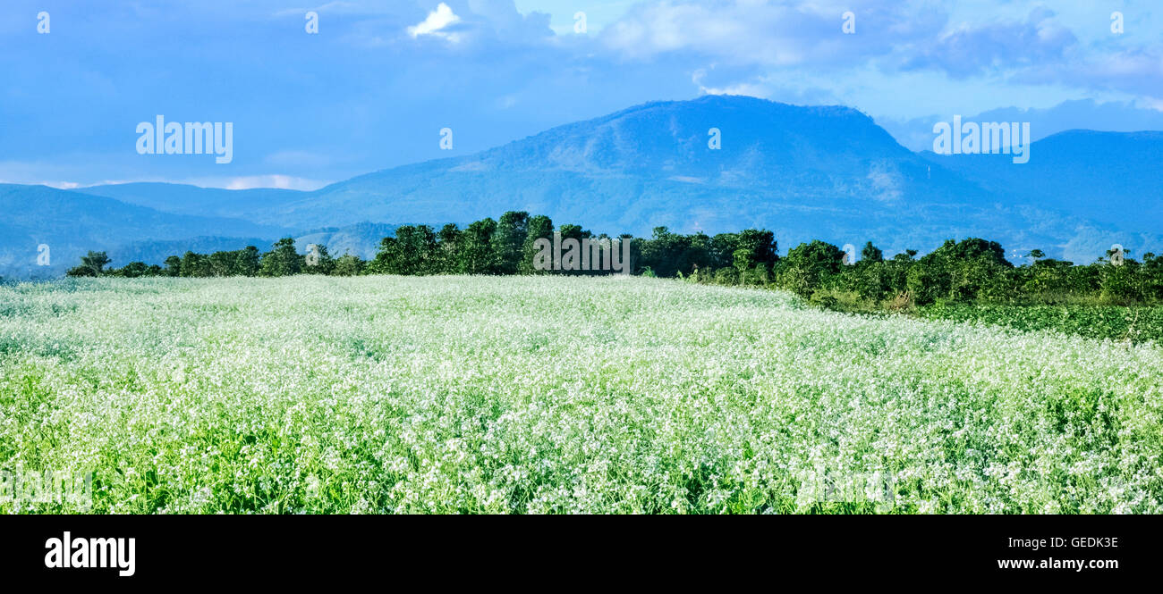 White canola field at Duc Trong, Da Lat, Lam Dong, Vietnam Stock Photo ...